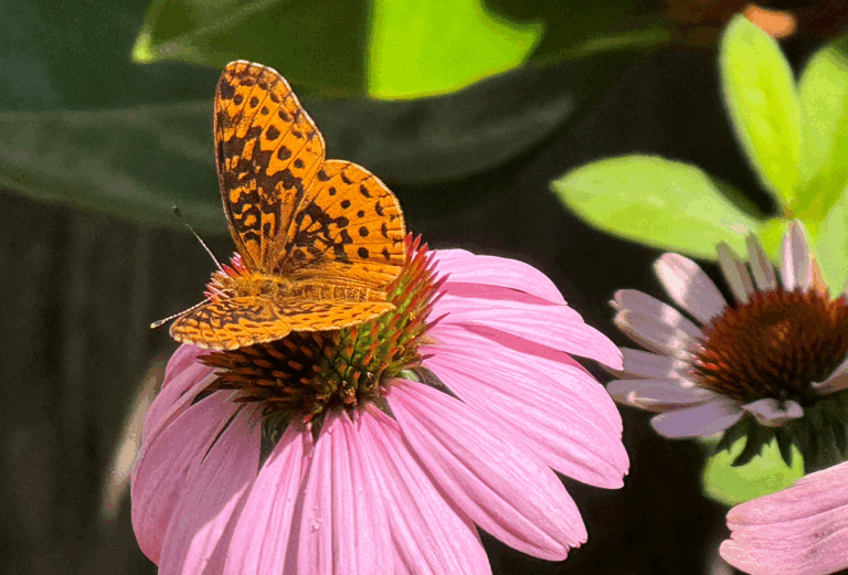 Summer of Service Project: Plant a Pollinator Garden – FirstService ...